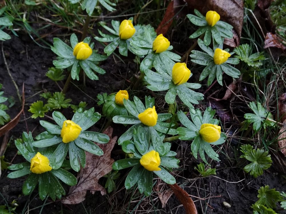 Eranthis hyemalis art - Seznam Médium