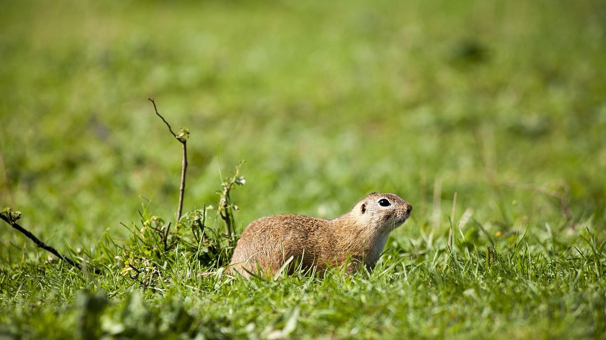 Sysel obecný – hlodavec, který uteče rychleji, než stihnete zaostřit ...
