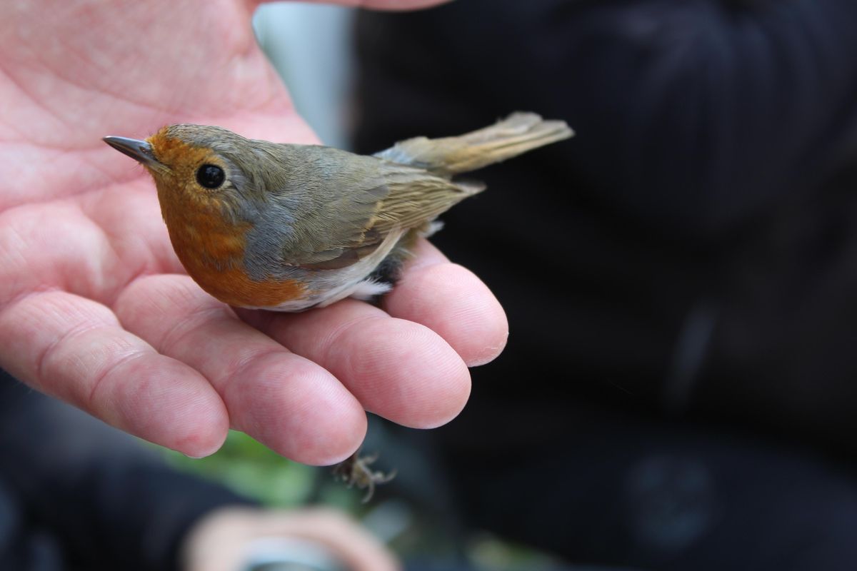 Na Třemešských rybnících hnízdí další pár labutí, fotoreportáž - Seznam ...