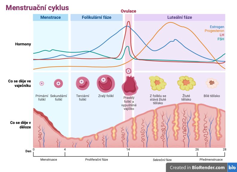 Hormonální cyklus žen: jak ovlivňuje náš život - Seznam Médium
