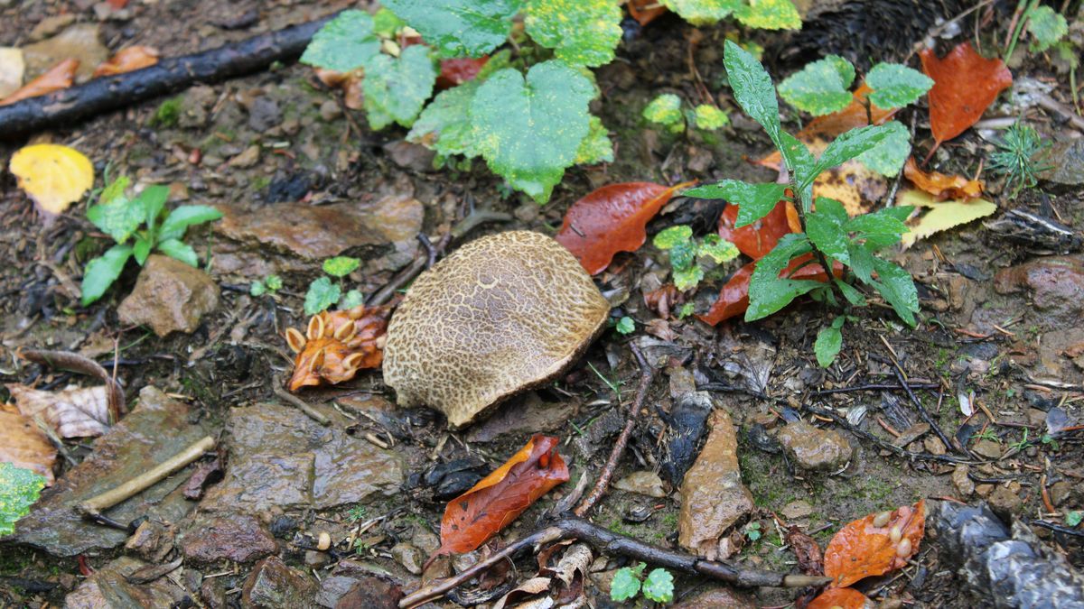 Potkal jsem v Jeseníku kouzelnou babku a mlok mi sebral boty - Médium.cz