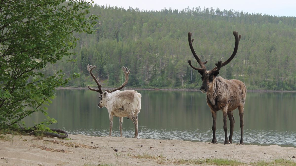 Skandinávští a finští sobi a co o nich možná nevíte? - Médium.cz