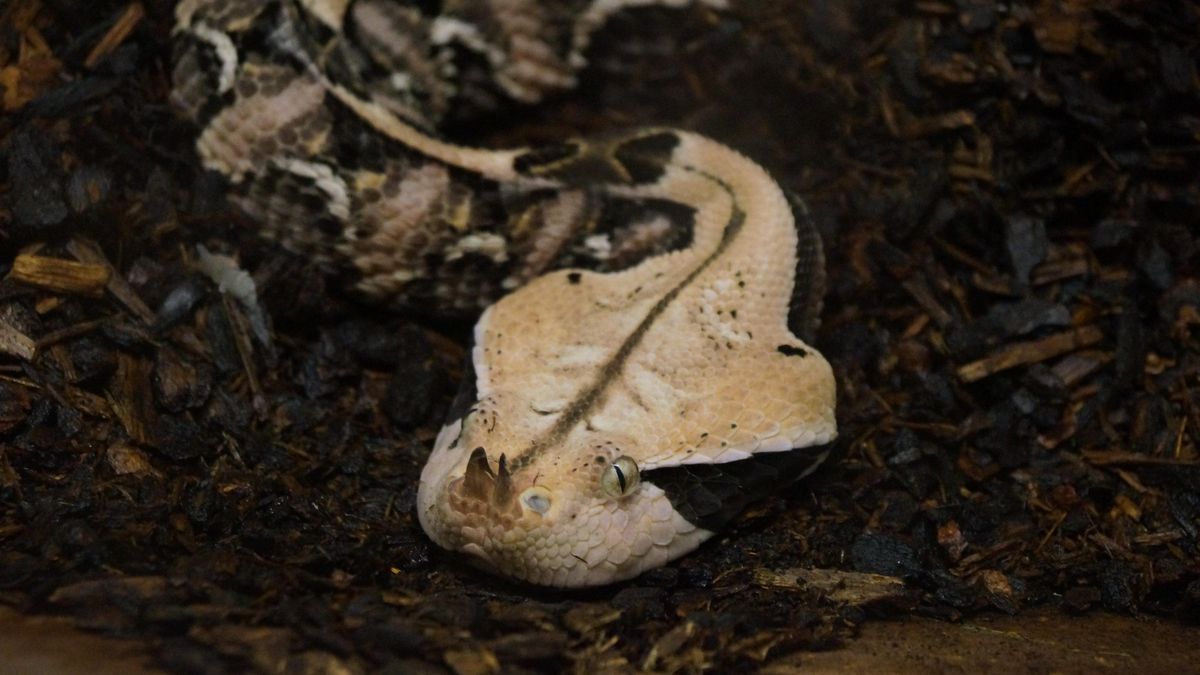 Pozor na tyto hady! Jen jedno uštknutí stačí, a jste v pořádných ...
