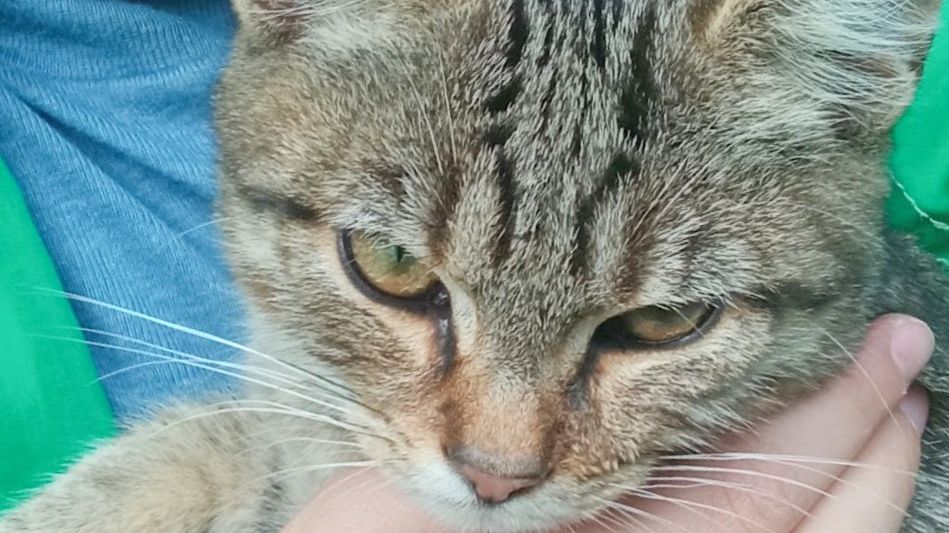 Rakovina je jako toulavá kočka - Médium.cz