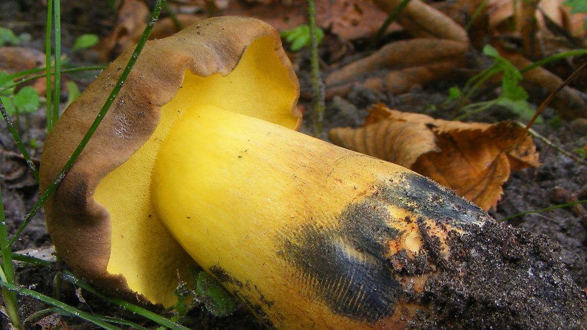 Houbaři pozor na hřiby modračky: Plodnice mohou mít vysoký obsah ...
