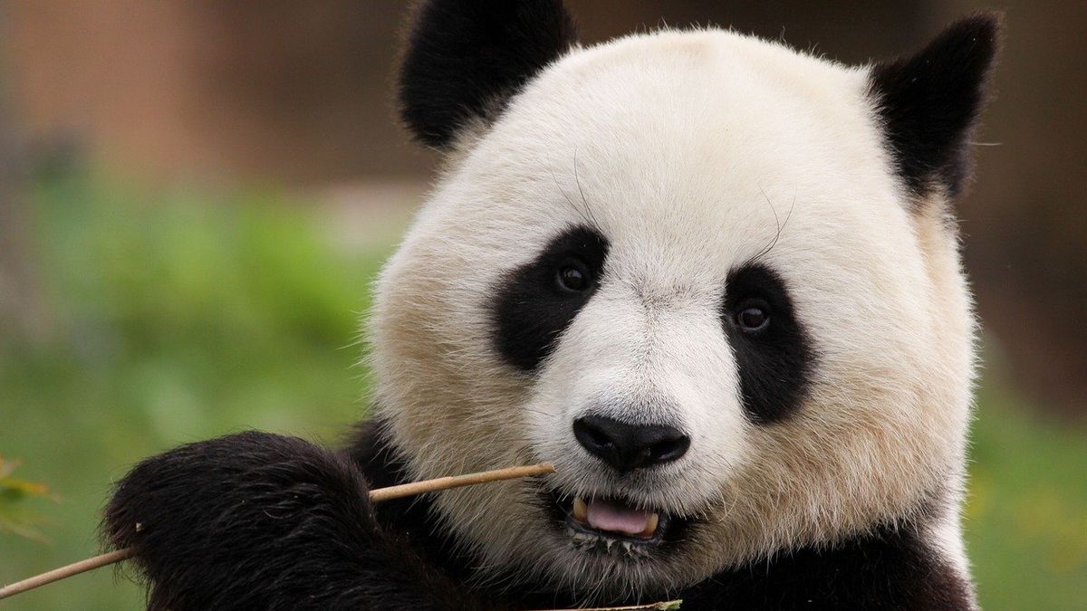 Pandy jsou líné a vyčůrané. Pořád jedí a jejich úkolem je být roztomilé ...