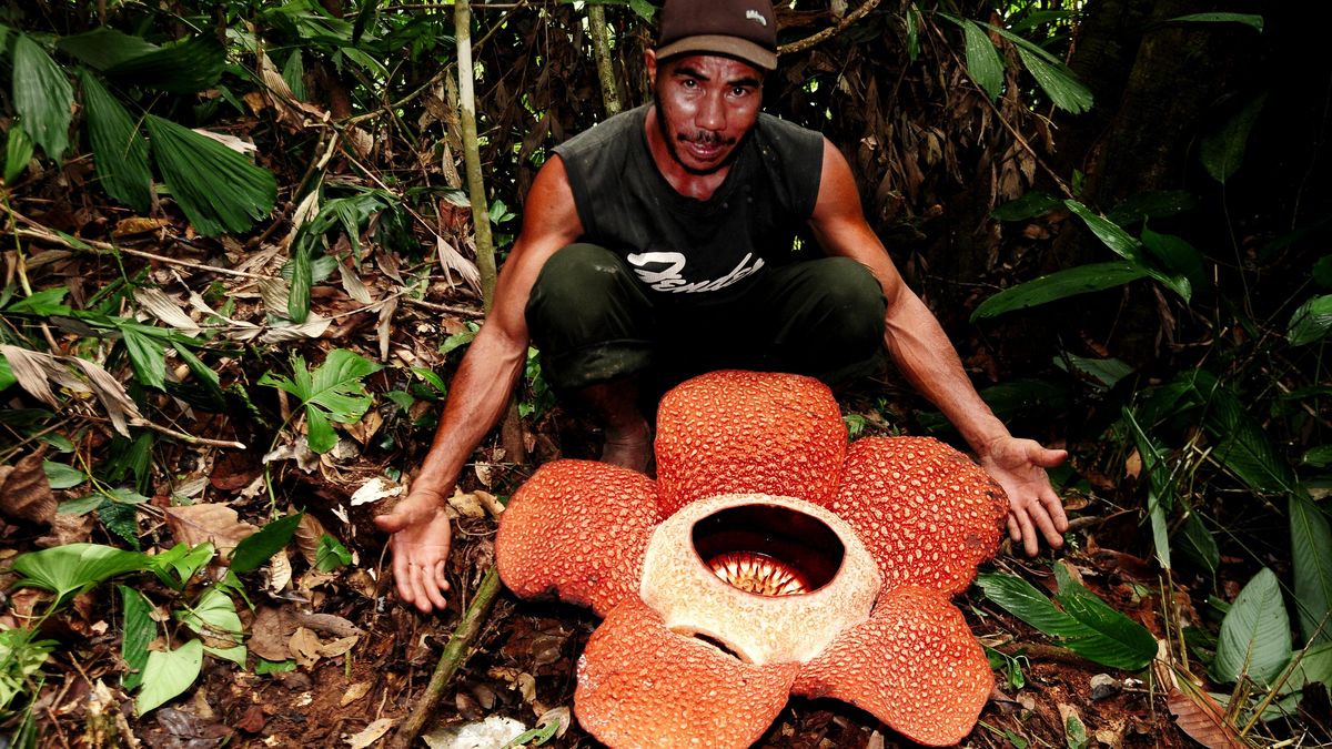 Raflézie Arnoldova: Největší květina na světě páchne po mrtvolách a po ...