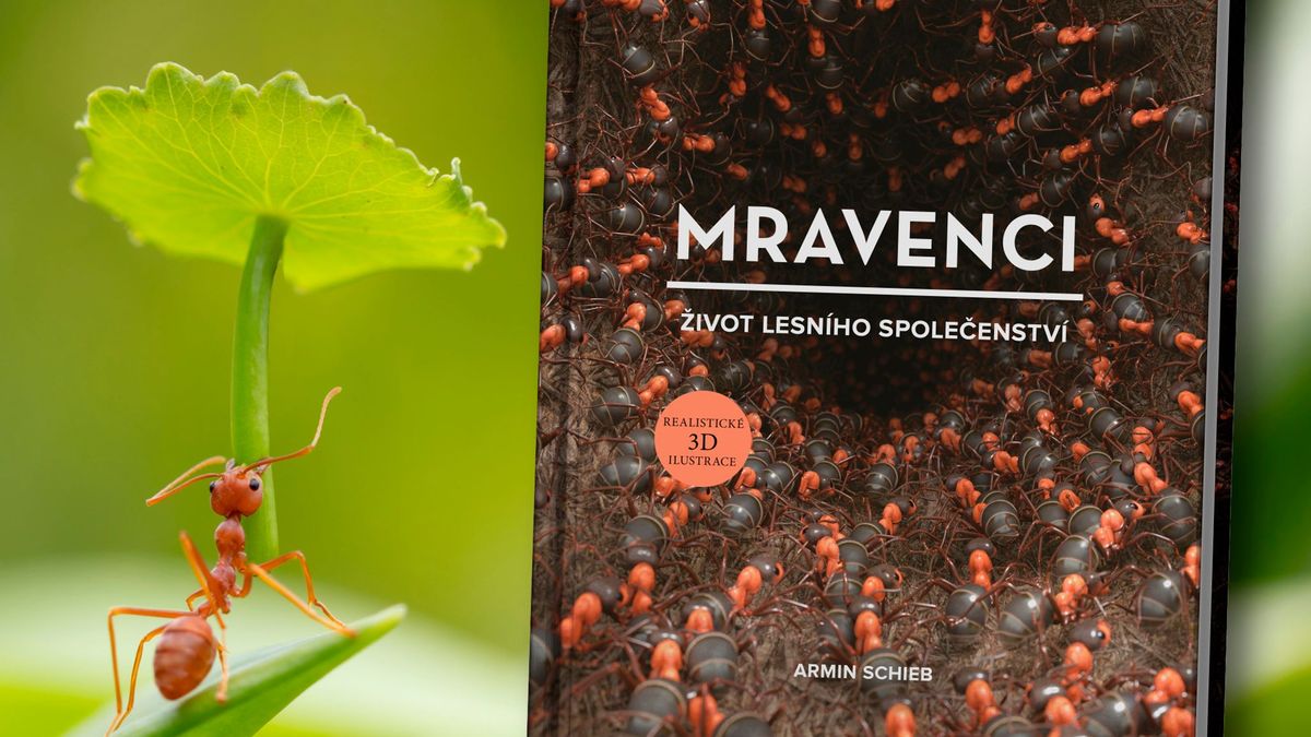 Mravenci: Podrobný vhled do fascinujícího mikrosvěta - Médium.cz