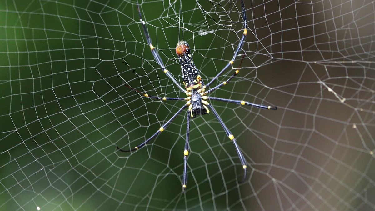 Pavoučí sítě jako od Spider - Mana. Proud tekutého hedvábí se rychle ...