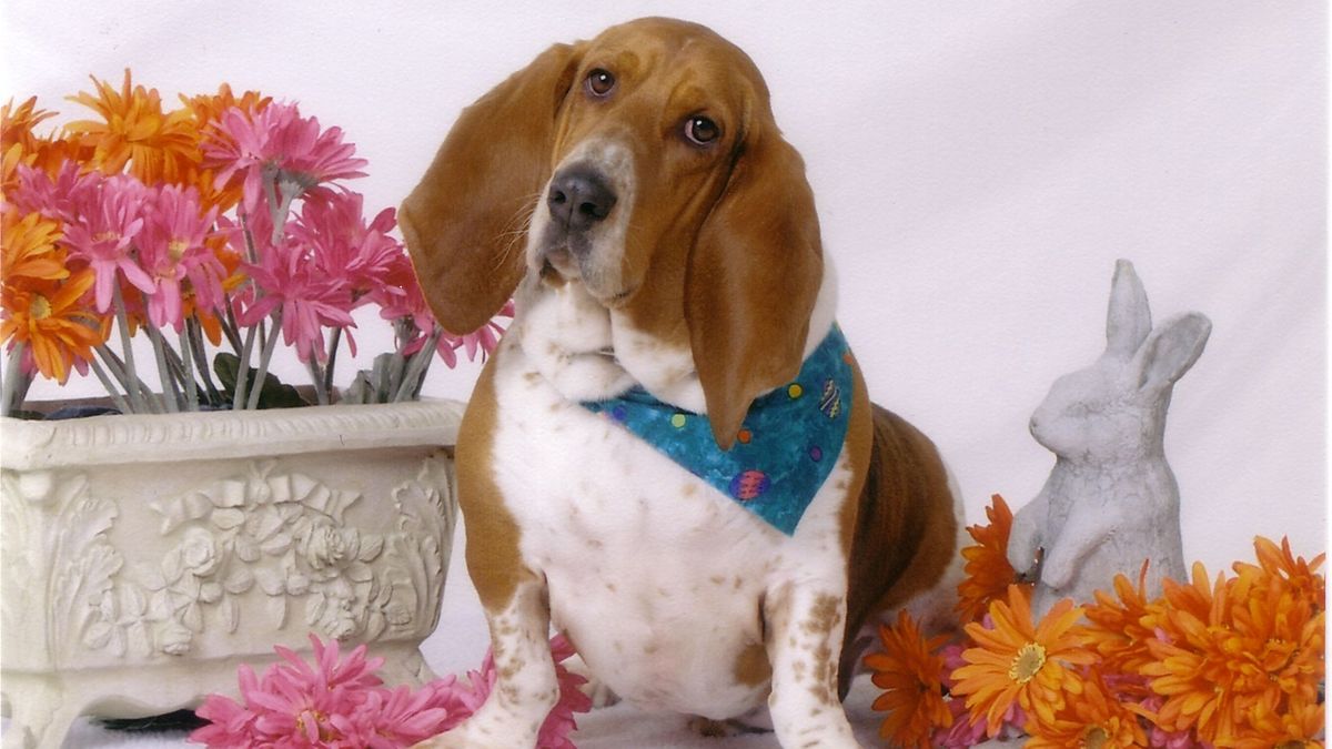 Basset hound: Nenáročný psí pohodář s laskavým srdcem, který miluje ...