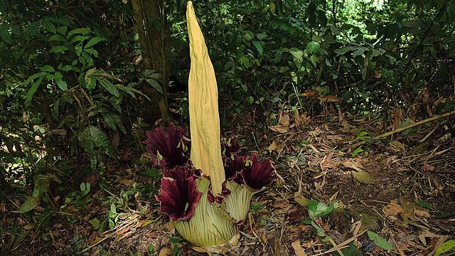 Pach smrti, hnijících ryb, česneku a potu. Tak „voní“ zmijovec titánský ...