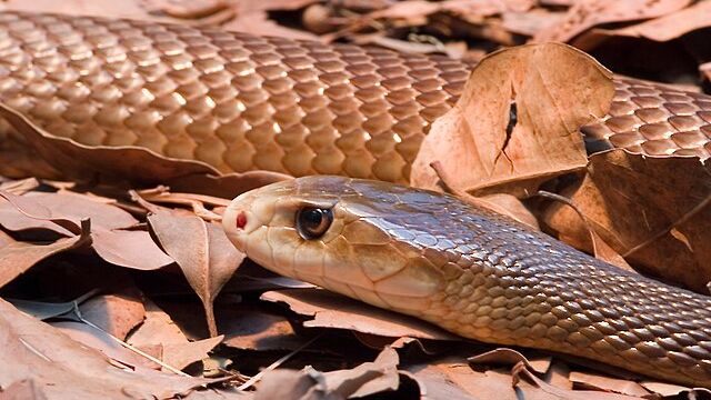 Taipani - nejjedovatější hadi světa, kteří během útoku kousnou až ...