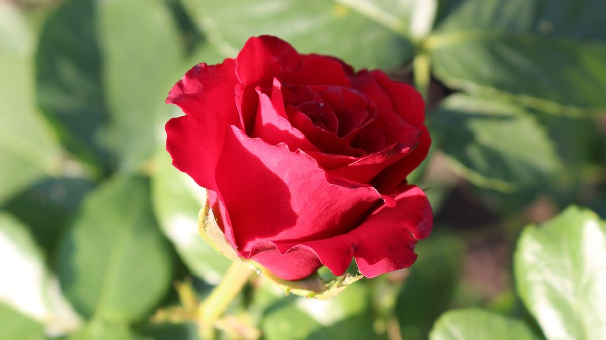 Záhada v reality show Bachelor. Soutěží i transgender žena? - Médium.cz