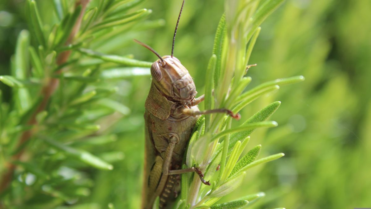 Hmyz jako výživa budoucnosti, jedí se červi i mouchy. Dočkáme se k burgerům i knedlo, zelo ...