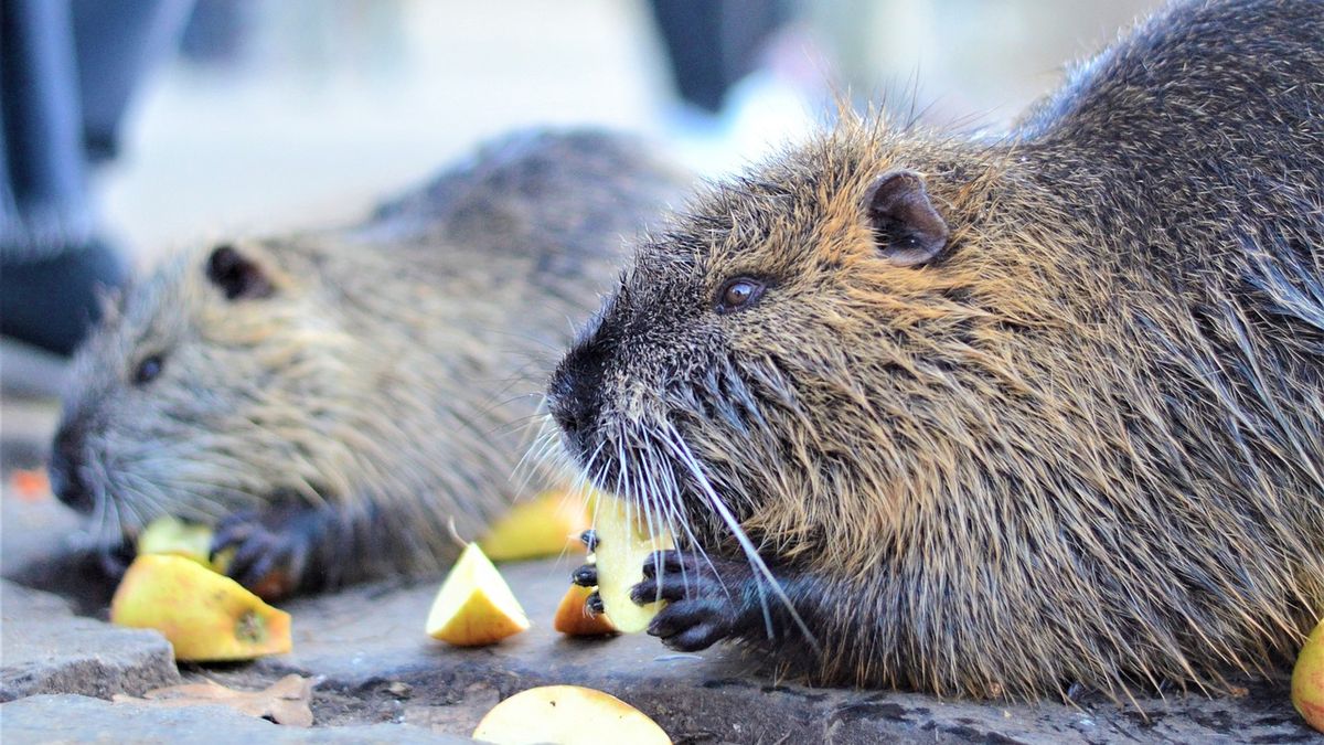Nutrie k českým řekám nepatří. Lidé je přesto bezohledně krmí - Médium.cz