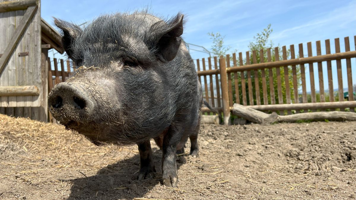 Přechytračí prasata elitní policisty? Stát se z fiaska nepoučil, a ...