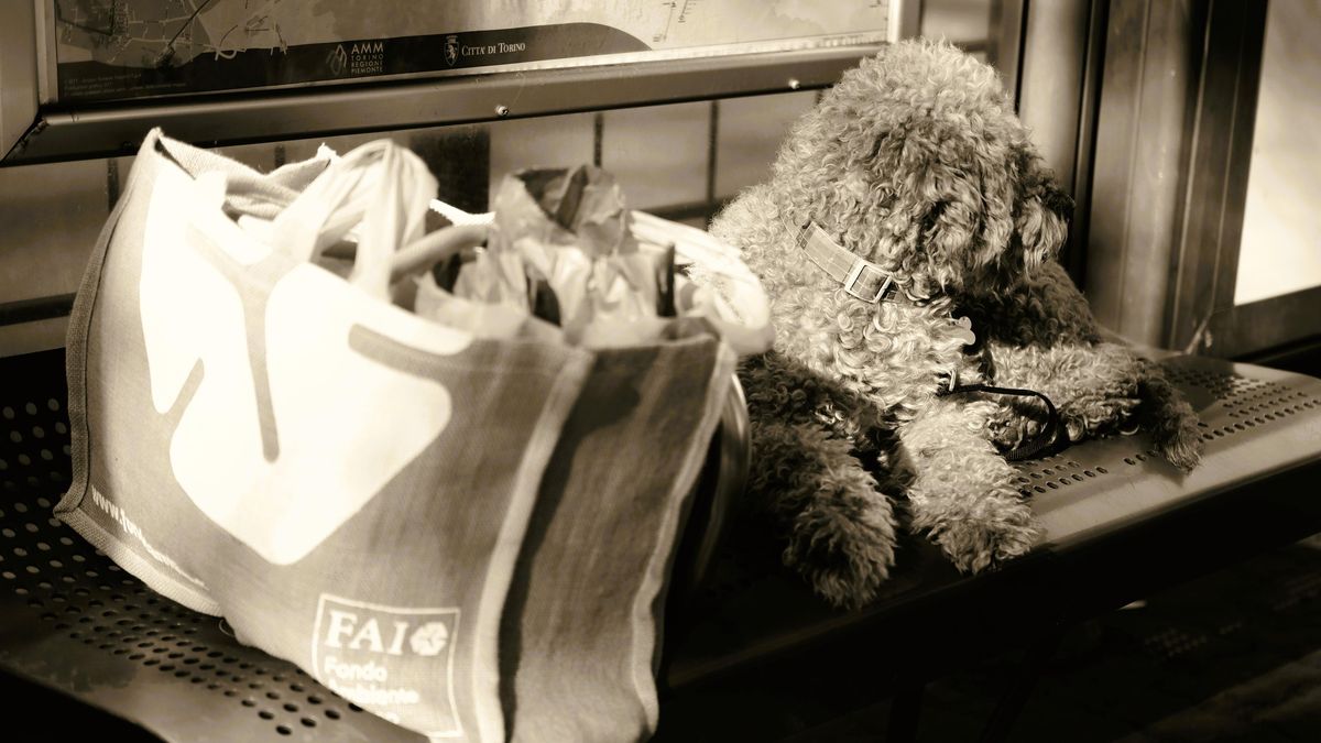 O tolerantnosti Čechů k domácím mazlíčkům a domáhání se vlastních práv ...