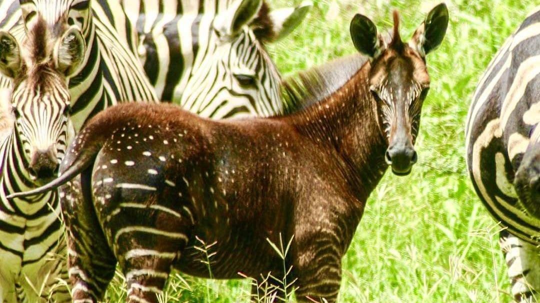 Tira - zebra, která je tak trochu „naruby“. Pruhy navíc vyměnila za ...