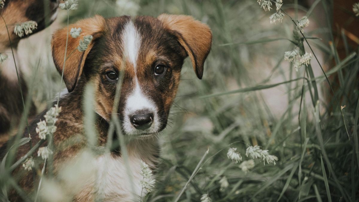 Opuštěná zvířata u lesů: Smutný následek nezodpovědného darování ...