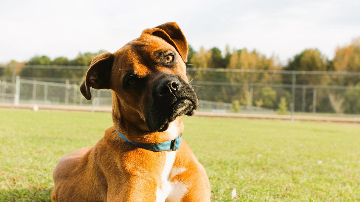 Jak pes přivolal policejní komando a další příběhy nezbedných chlupáčů ...