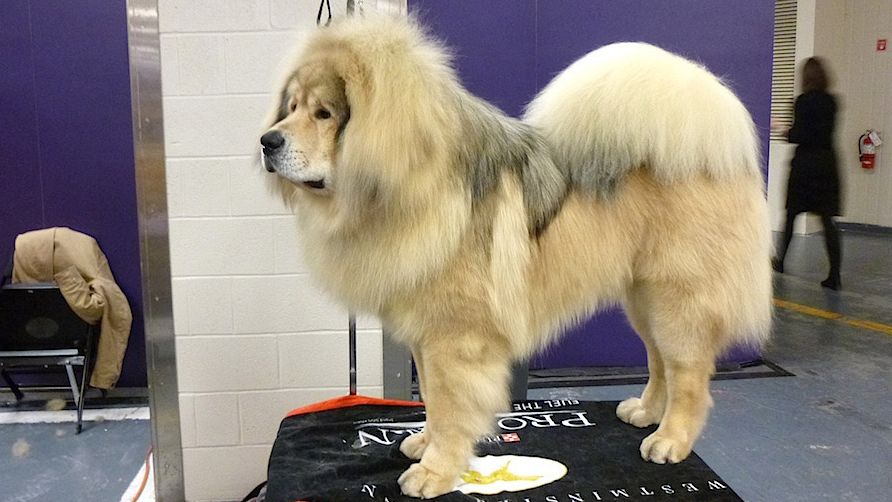Tibetský doga je nejdražší pes na světě. Jedna se před časem prodala za 50 milionů korun - Médium.cz