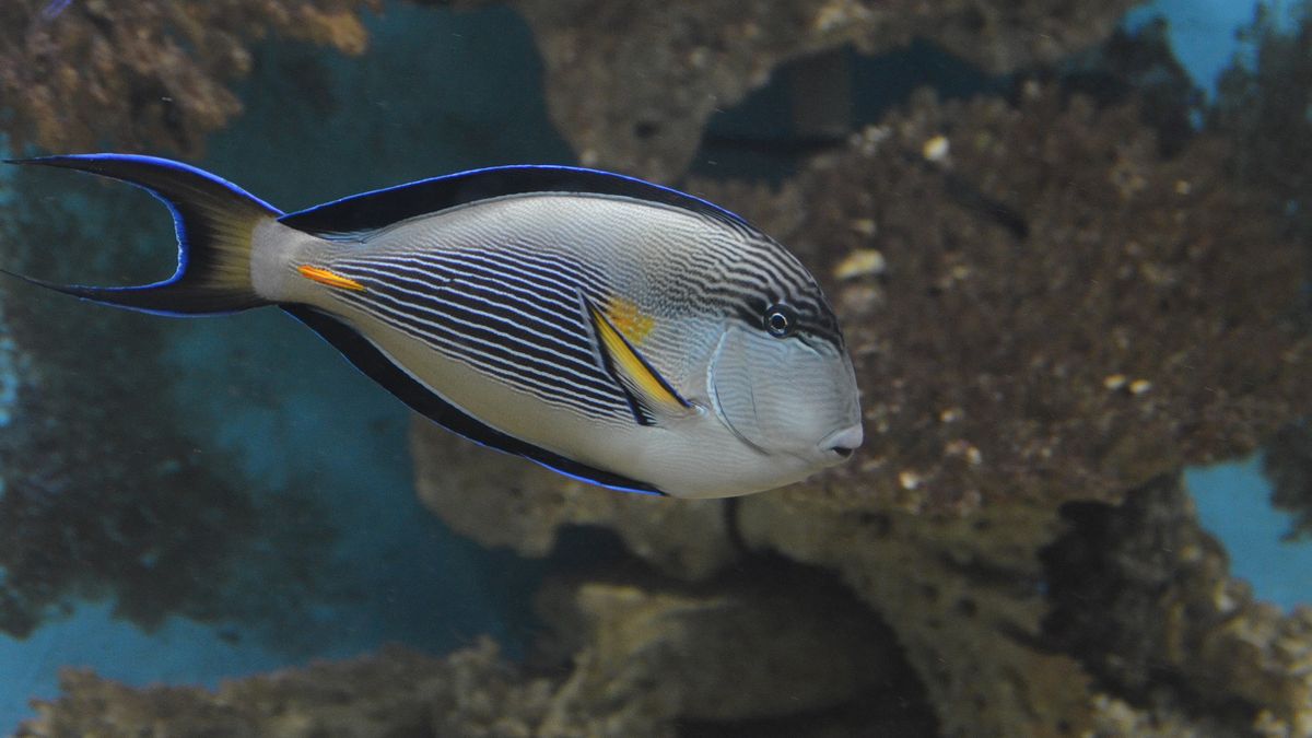 Zapomeňte na žraloky: nejen v Egyptě číhá největší nebezpečí jinde ...