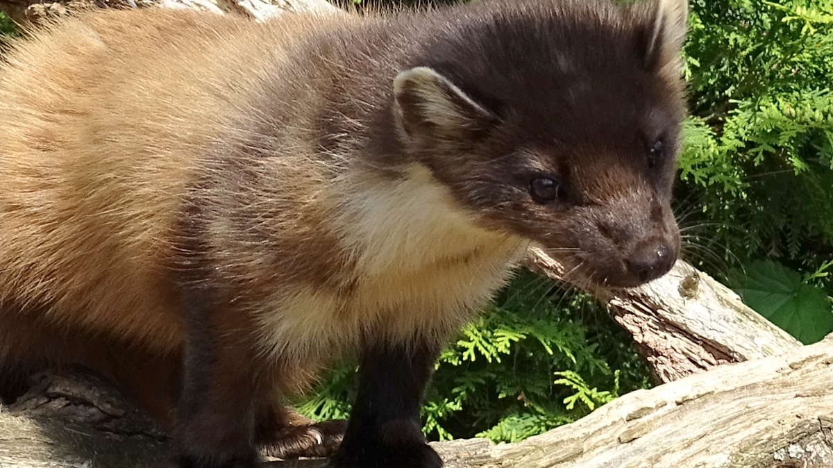Kuna nás téměř dohnala k šílenství. Pomohl až tygří trus - Médium.cz