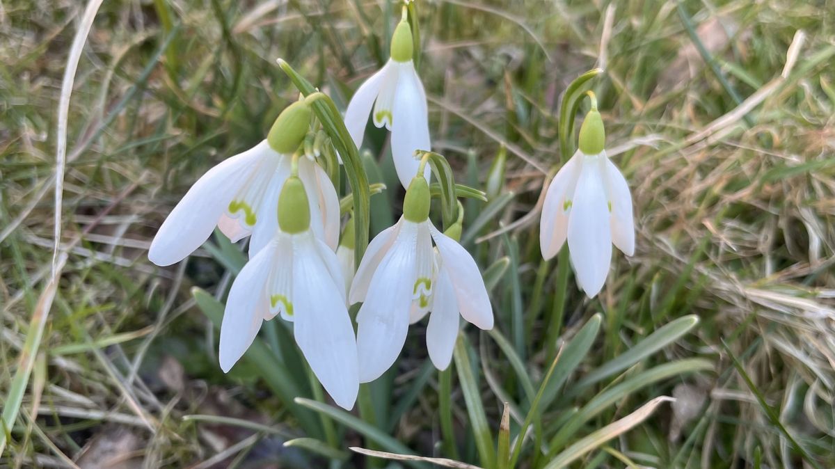 Jaro v nás - Médium.cz