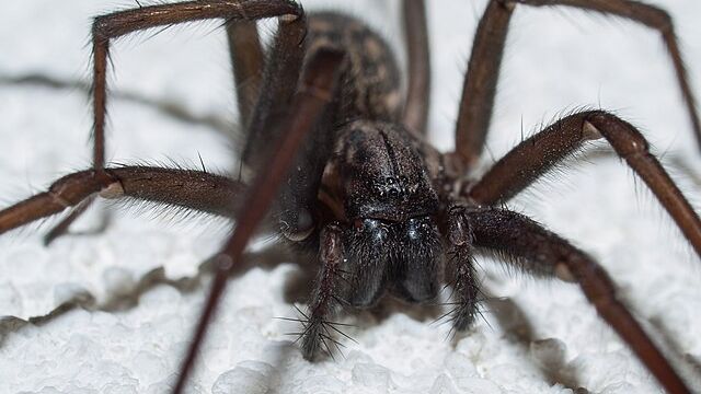 Obří kusadla, rozpětí nohou i 12 cm. Pokoutník se vyskytuje na našem ...