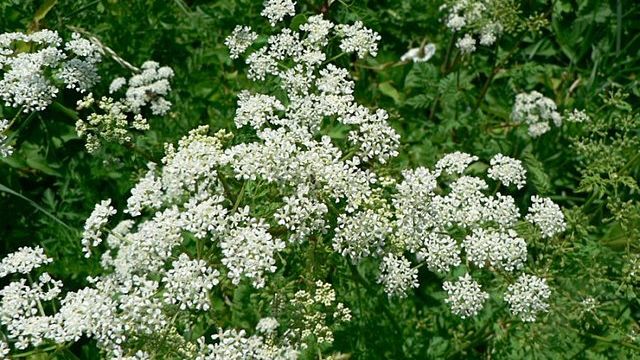 Prudce jedovaté rostliny rostou i v naší zemi. Je třeba velké ...