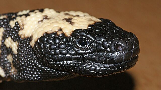 Kousnutí od korovce jedovatého je extrémně bolestivé. Často vyžaduje k ...