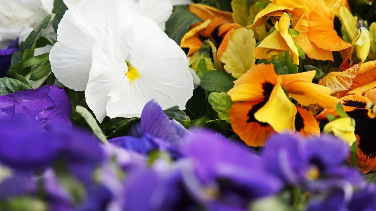 Floru Olomouc mají letos zachránit macešky. A kvůli tomu mám platit drahé vstupné? - Médium.cz