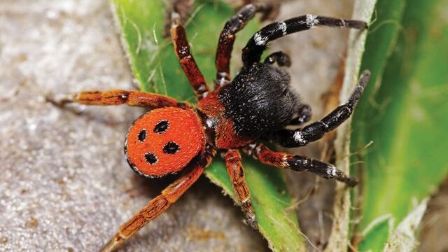 Jeden z nejjedovatějších pavouků naší země je velmi malý, ale krásně ...