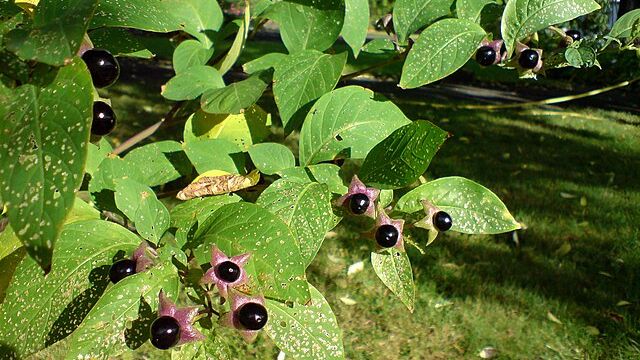 Oblíbená rostlina čarodějnic a travičů - rulík zlomocný. Smrtelně ...