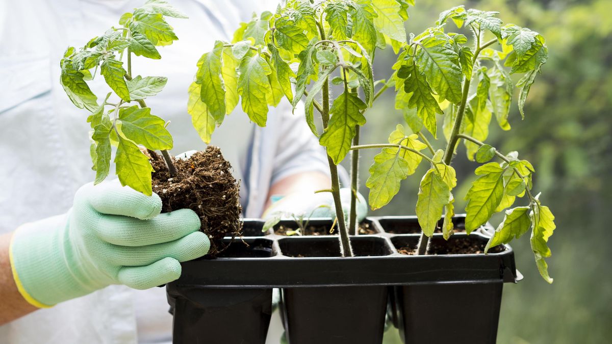 Tyhle rostliny vedle rajčat nikdy nesázejte! Zpomalují růst a šíří ...