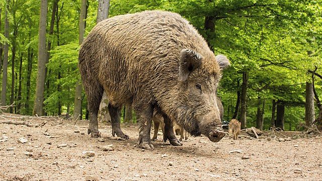 Divoká prasata ve volné přírodě - utečou, či hrozí nebezpečný konflikt ...