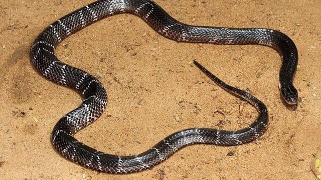 Bungar modravý - smrtící had z tzv. Velké indické čtyřky disponuje ...