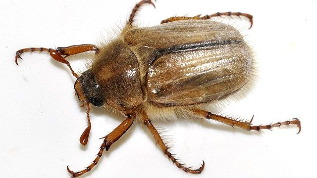 Diskuze - Vypadá jako chroust, ale není. Chlupatý chroustek se rojí v ...