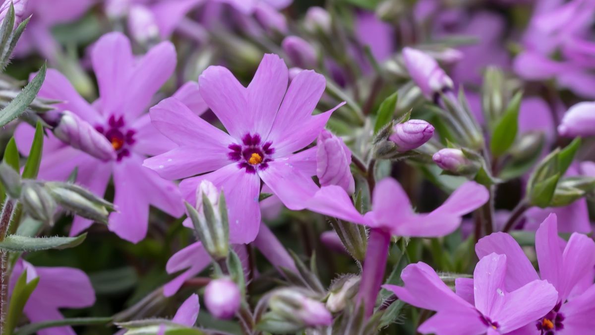 Co letos zasadit do truhlíku? Tyhle květiny mi kvetou celé léto bez ...
