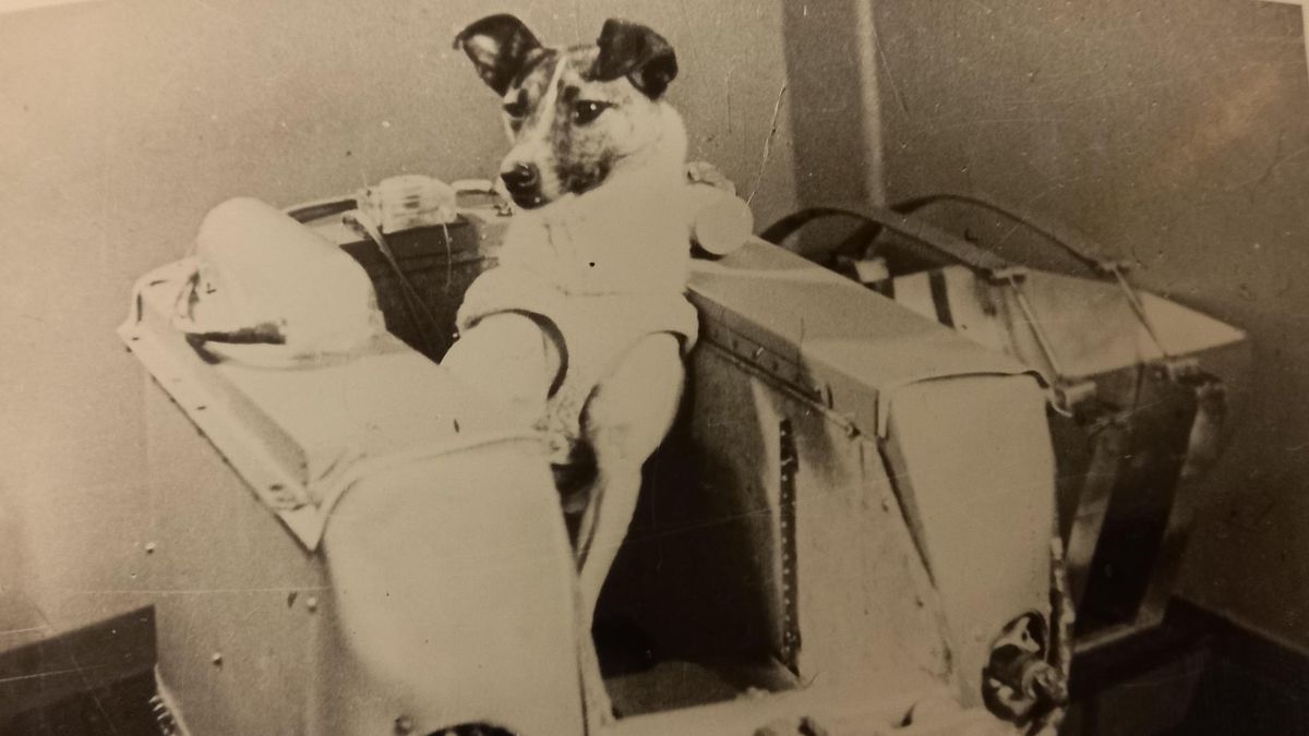 Lajka, první pes na oběžné dráze Země, přežil jen několik hodin. S jejím návratem se nepočítalo ...