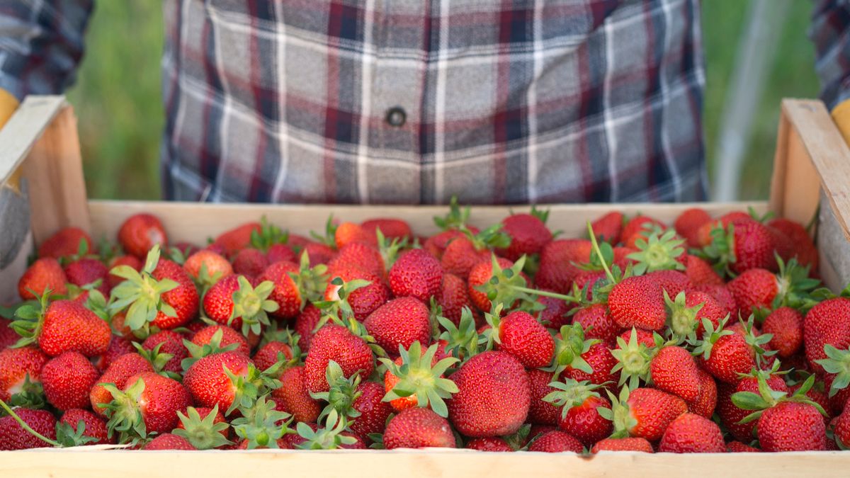 Jahody budou plodit jako o život, když jim teď dáte tohle přírodní ...