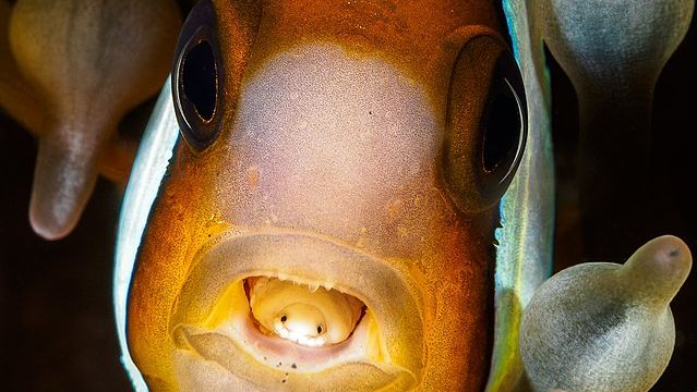 Děsivý parazit, který se stane živoucím jazykem - Médium.cz