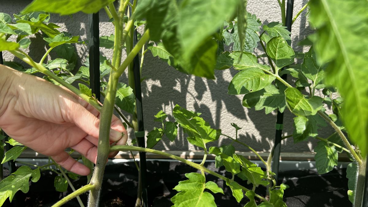 Rajčata jako od babičky: Zaštipujte správně a sklidíte víc než kdy dřív ...