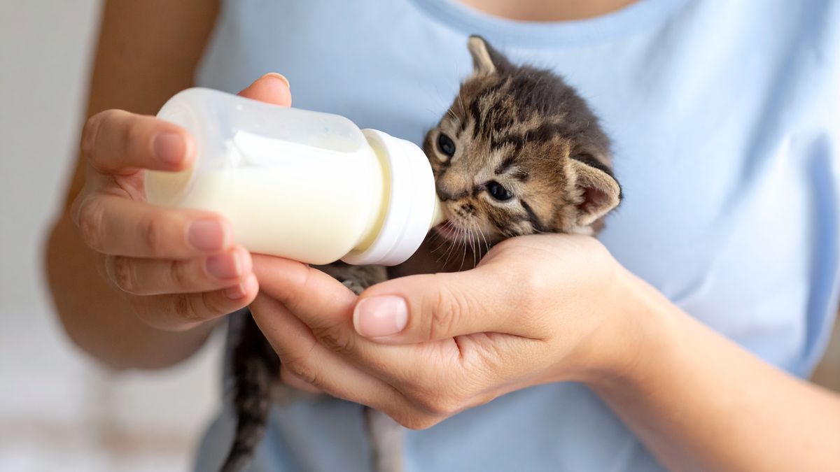 O vyhozeném kocourkovi, budování Cat Parku a Lucii Oravcové - Médium.cz