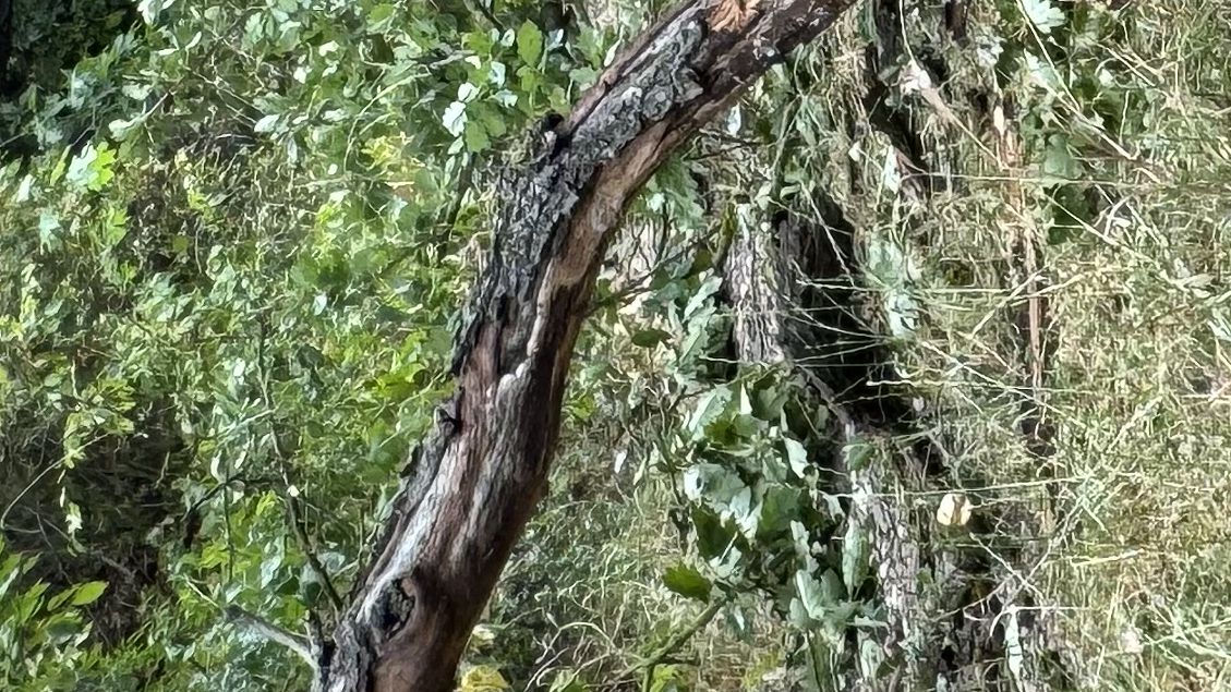 Únos aneb balada o svobodě - Médium.cz