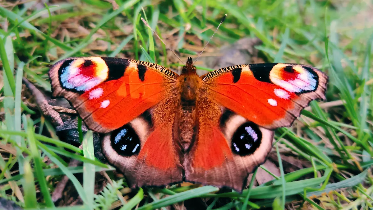 Jeden hit a dost: Danyel Gérard - Butterfly - Médium.cz