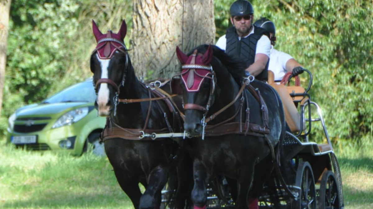 Hřebec a valach? To je jako aristokrat a sluha, říká kočí Pavel - Médium.cz