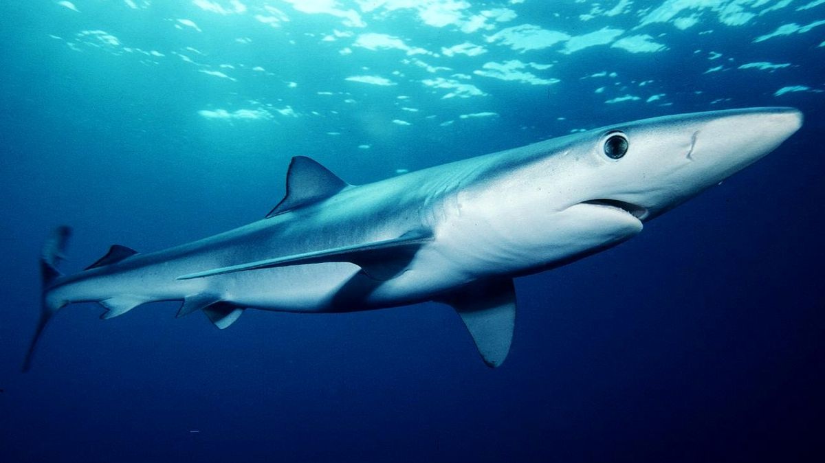 Mořský chameleon? Modrý žralok zřejmě může měnit barvu - Médium.cz