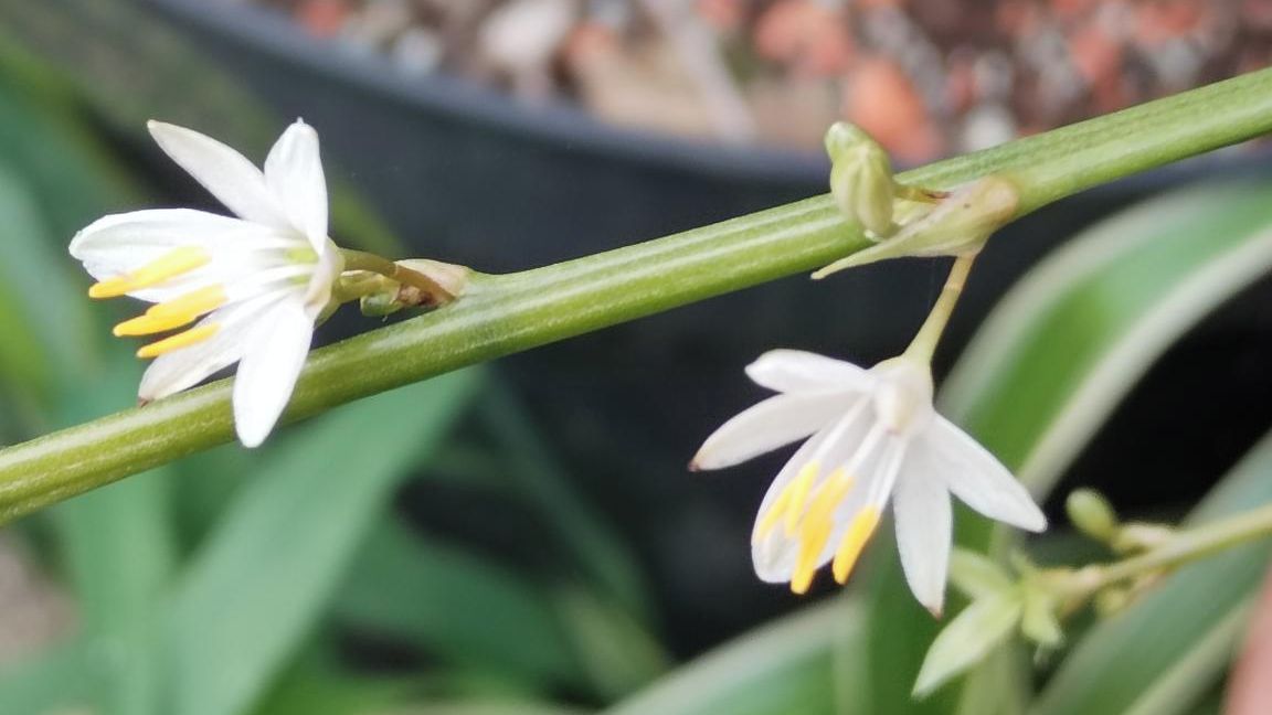 Kvetoucí zelenec (Chlorophytum comosum) dnes 31. července 2025 na ...