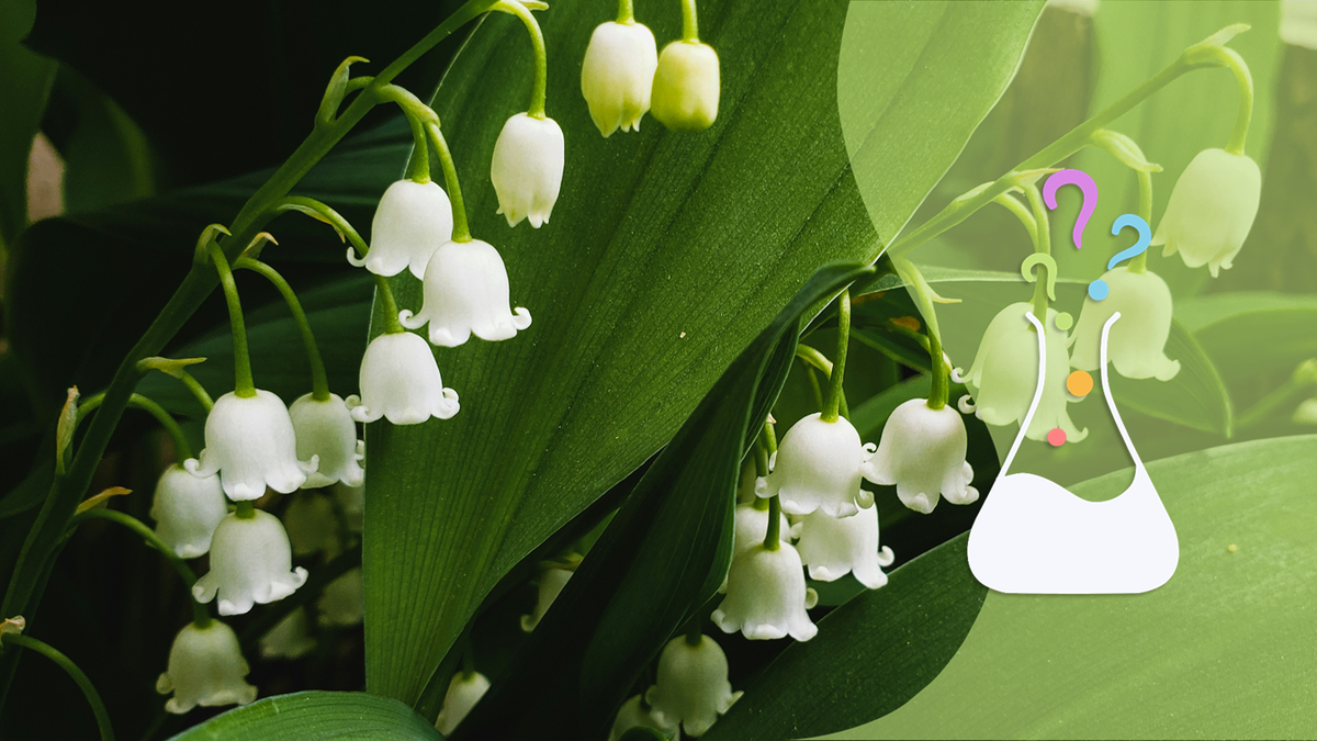 Jaké jedovaté rostliny můžeme potkat na svých procházkách českou ...